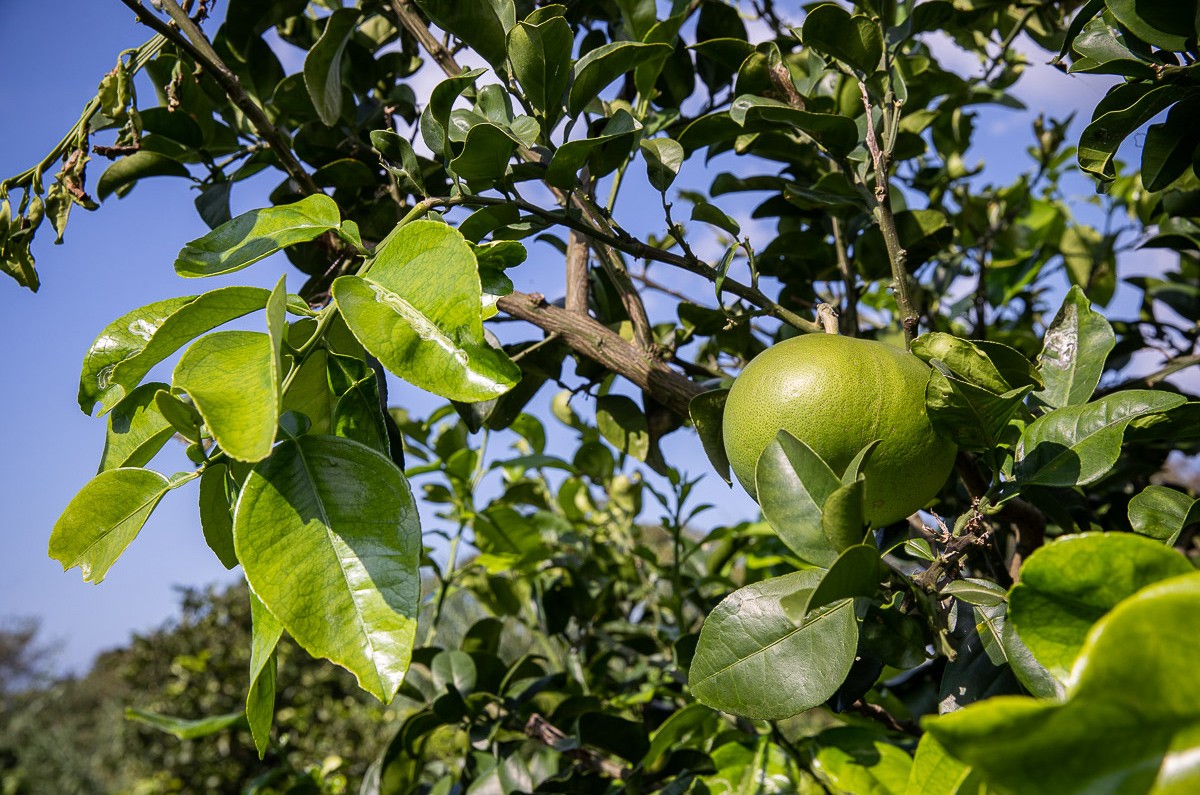 Masanobu Fukuoka Natural Farm | Masanobu Fukuoka’s work, The One-Straw ...